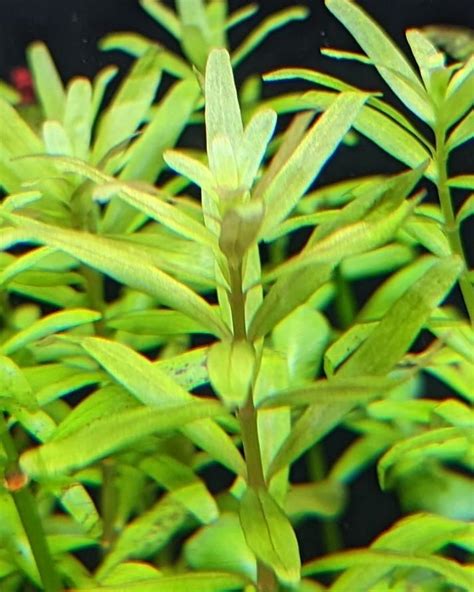 Ever Seen Three Leafs Per Node Rotala Oj Rplantedtank