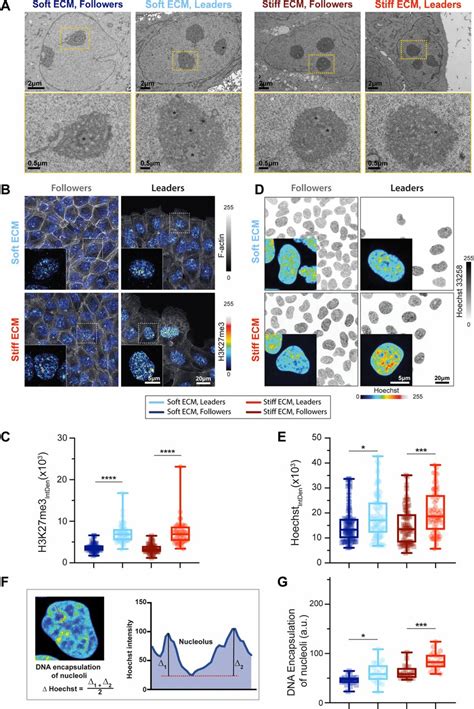 Heterochromatin Expression And Dna Compaction Around Nucleoli In