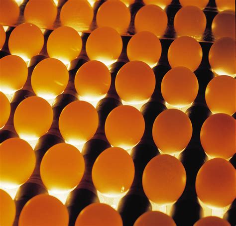 Egg Anatomy Simplified Education