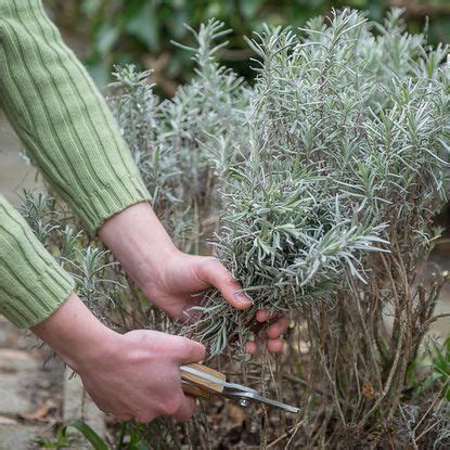 These Are The Biggest Pruning Mistakes You Re Making According To A Gardening Expert Gardeningetc