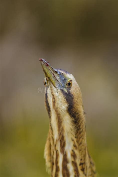 Bittern And Its Hunt Green Nature Background Bird Eurasian Bittern