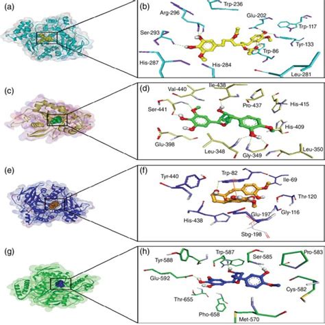 2 Structural Requirements Of Ginger Compounds In Interactions With