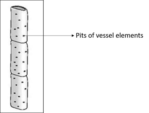 The Torus Of Simple And Bordered Pits Of The Plant Class 11 Biology Cbse