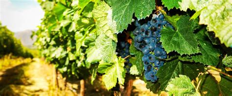 Salta Wine Trail From Glass To Glass 9 Irresistible Stops