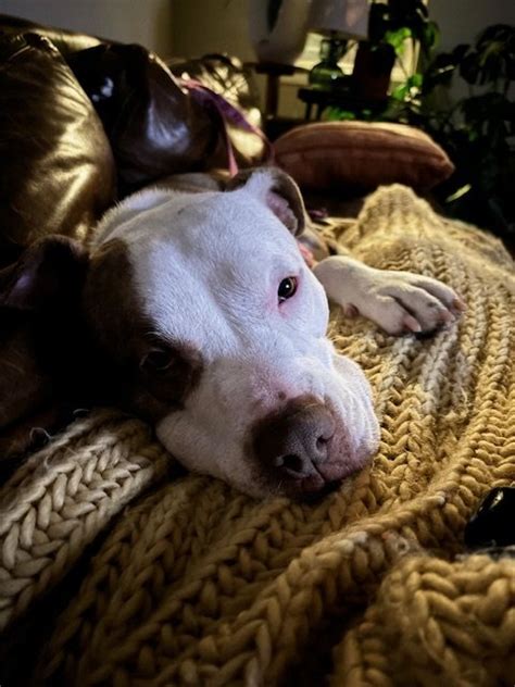 Lassie — Fetch Wisconsin Rescue