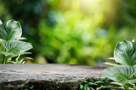 자연석과 콘크리트 연단은 포장 제품 프레젠테이션을 위한 빈 쇼를 위한 자연 녹색 배경입니다 화장품의 배경 녹색 나뭇잎이 있는