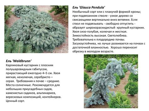 Ассортимент хвойных растений для озеленения в Сибири презентация онлайн