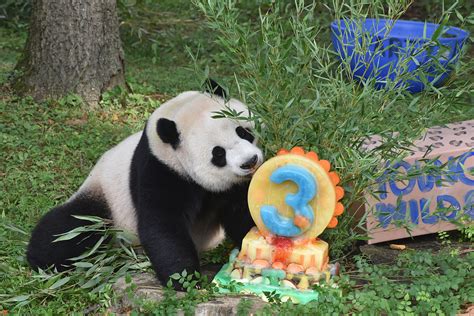 Giant Panda Cub Xiao Qi Ji Celebrates Third Birthday CGTN