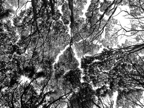 Tree Canopy Cr Market