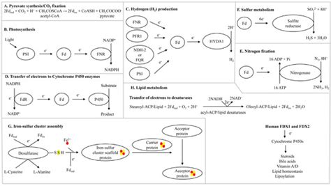 Ferredoxins Functions Evolution Potential Applications And Challenges Of Subtype Classification