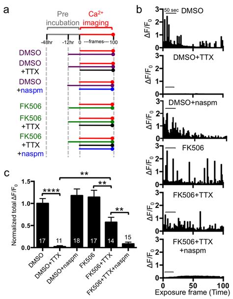 Synaptic Scaling Restored Ca2 Signals Via Fk506 Induced Cpars A