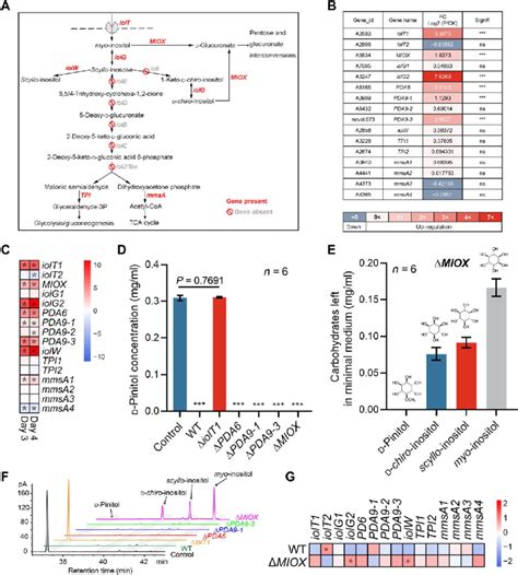 Genomic Transcriptomic And Functional Investigation Of Genes Involved
