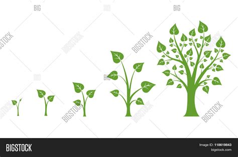 Tree Growth Vector Vector Photo Free Trial Bigstock
