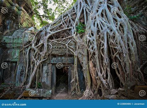 De Tempel Van Ta Prohm Angkor Kambodja Stock Foto Image Of Steen