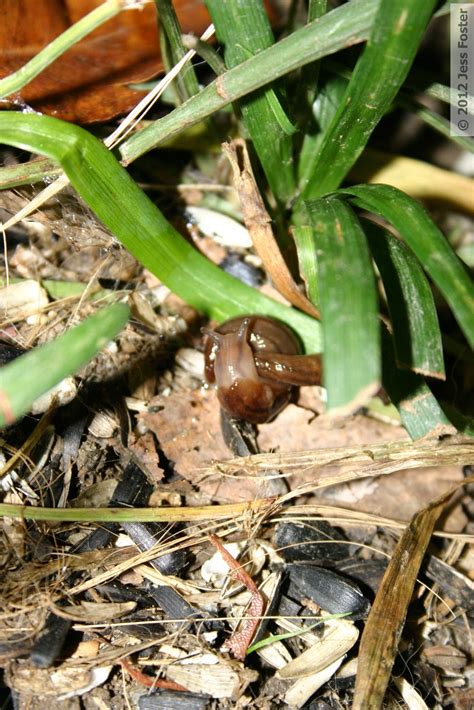 Sluggin Along Mating Slugs Unsuccessful Sperm Exchange