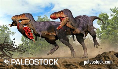 Tarbosaurus Vs T Rex