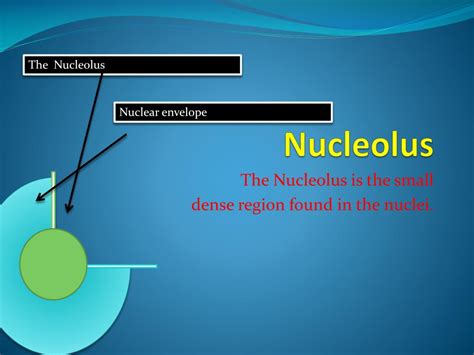PPT Nucleolus PowerPoint Presentation Free Download ID