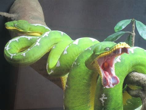 Tree Boas Infy World