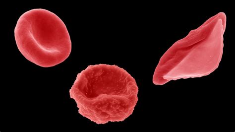 Basic Malaria Research