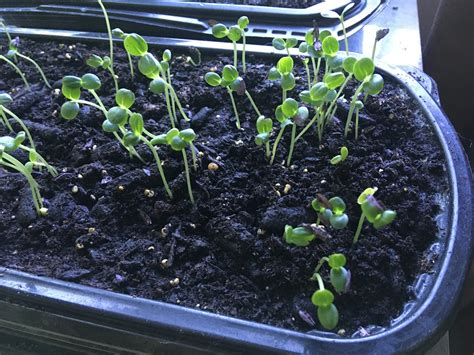 Zinnia Seedlings