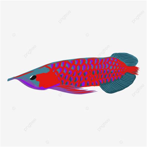 아로와나 물고기의 그림 벡터 용 만화 영상 PNG 일러스트 및 벡터 에 대한 무료 다운로드 Pngtree