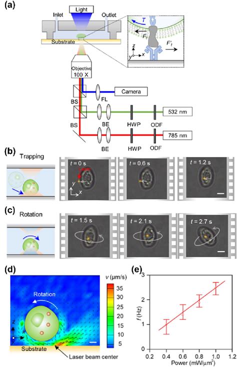 Opto Thermo Osmotic Rotation Techniques A Experimental Setup Hwp Download Scientific