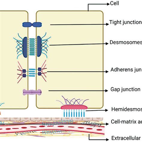 Schematic Representation Of Potential Modes Of Regulation Of Cell Download Scientific Diagram