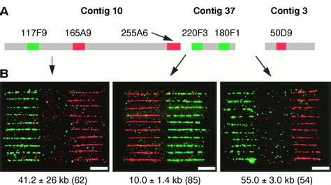 Dynamic Molecular Combing Stretching The Whole Human Genome For High