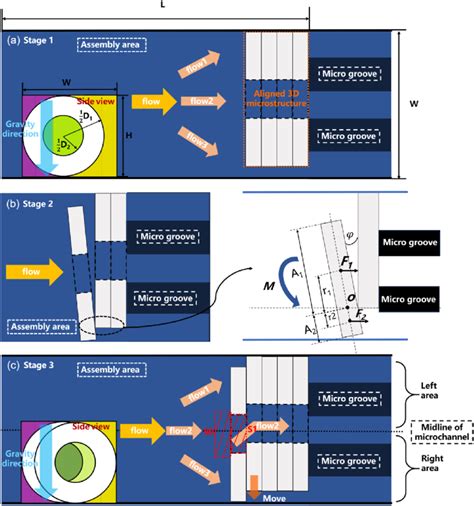 The Vertical View Of Three Stages Of Self Alignment Between Download Scientific Diagram
