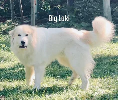 Arya Is In Heat Loki Is Now A Raving Sex Crazed Devil Beast R