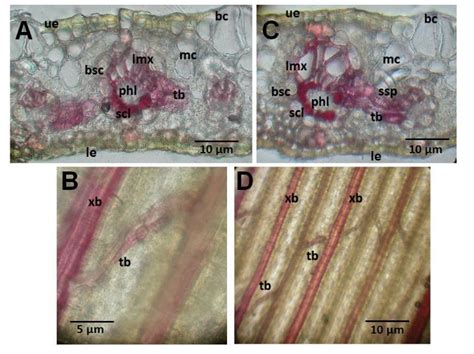 Light Micrographs Of Cross Or Longitudinal Sections Of Leaves Of