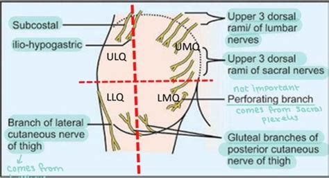 Gluteal Area Flashcards Quizlet