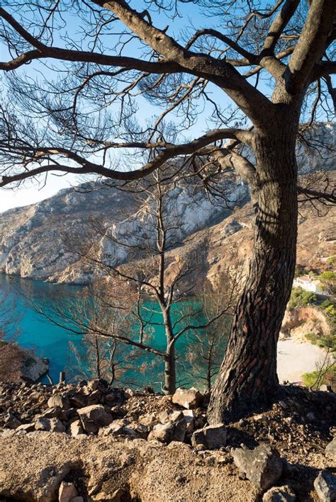 Forest Fire Aftermath Stock Image Image Of Forest Xabia 82373387