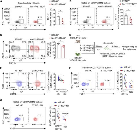 Sting Signaling Promotes Nk Cell Antitumor Immunity And Maintains A