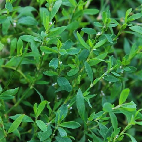 Organic Knotweed Seeds Polygonum Aviculare Shipping Is Free For