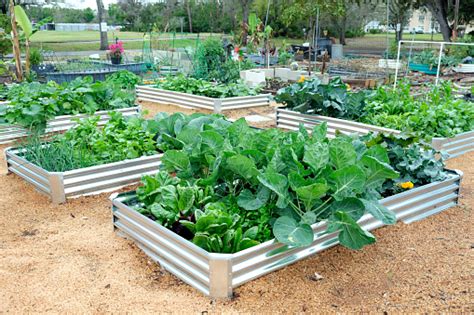 아연 도금 된 금속 제기 정원 침대와 뿌리 덮개를위한 목재 면도를 특징으로하는 채소밭 유지 보수가 적은 지상 덮개 0명에 대한