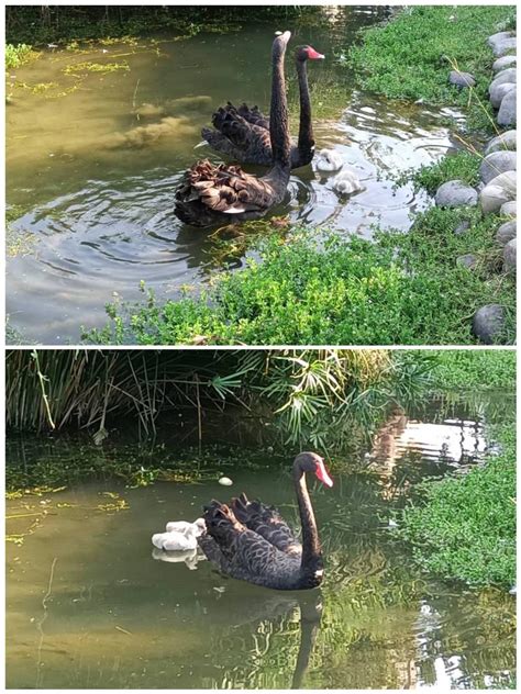 中市秋紅谷喜獲麟「鵝」！ 市府建設局籲民眾愛護勿驚擾