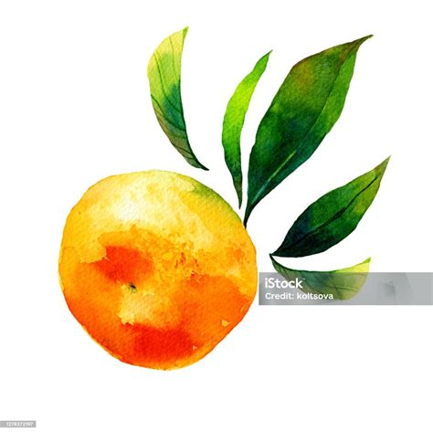 잘 익은 만다린 과일의 수채화 밝은 스케치 컬러풀한 디자인의 수채화 일러스트레이션 흰색 배경에 고립 된 손으로 그린 만다린 감귤에 대한 스톡 벡터 아트 및 기타 이미지