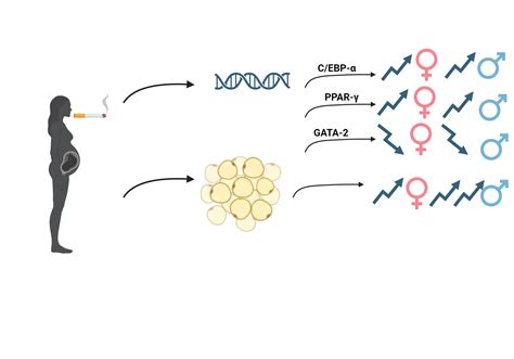 Sex Specific Effects Of Prenatal Nicotine Exposure On Adipocyte Size And Gene Expression