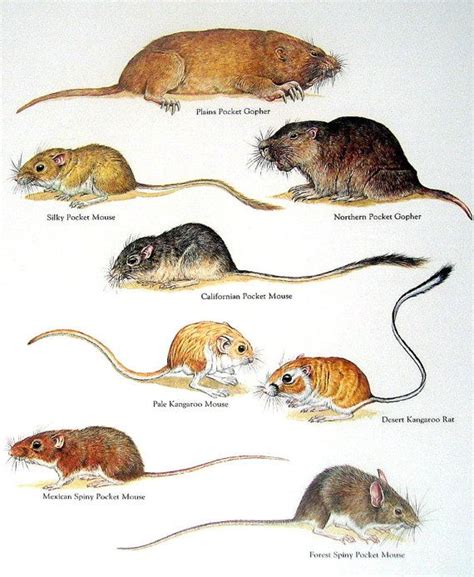 Gopher Tail Gopher Tail