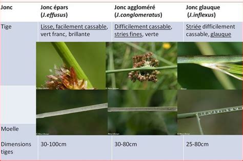 Comparaison De Trois Joncs Jonc épars Jonc Aggloméré Et Jonc Glauque Tela Botanica