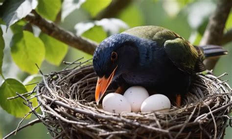 What To Know About Pregnant Birds Berry Patch Farms