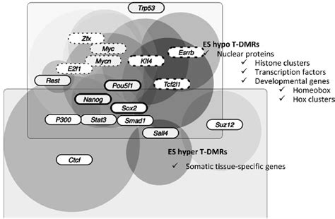 transcription network in mouse es cells illustrated by dna methylation