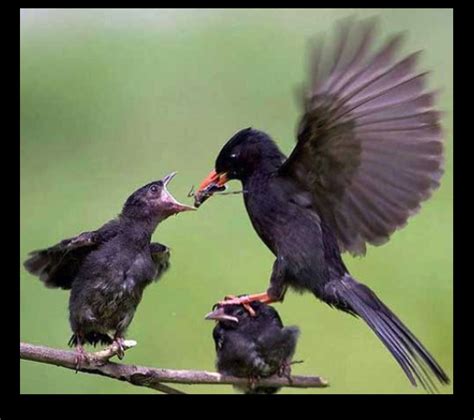 Density Dependent Factors Ecology