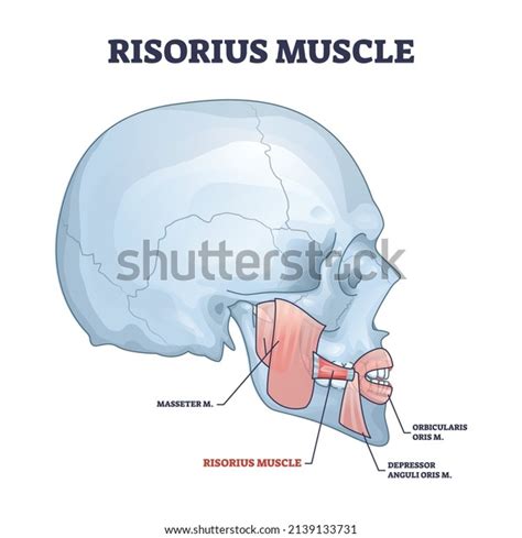 Depressor Anguli Oris Muscle