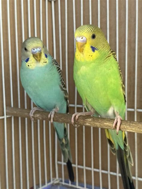For The Love Of Budgies Help Identifying The Sex Of These 2 Birds