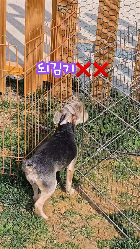 뒷걸음질 잘하면 똑똑하다는데😱 Youtube