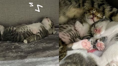 작고 소중한 젤리 등 따숩게 자는 아기고양이 Youtube