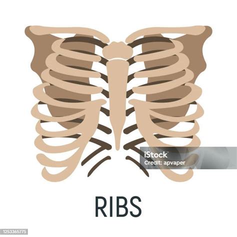 흉부 케이지 뼈 흉부 엑스레이 개념 아이콘 흰색 평평한 벡터 일러스트레이션에 격리 된 Roentgen 인체 이미지 인간 유기체의 골격 부분 Radiographer에 대한