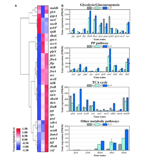transcriptomics analysis of strain x1 x5 and ev17 a heat map and